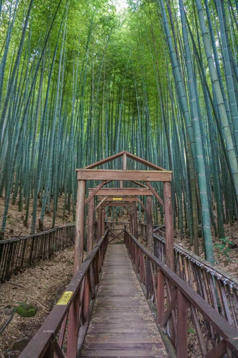 Boseong Green Tea Fields - a travel guide - Zen Moments in Korea