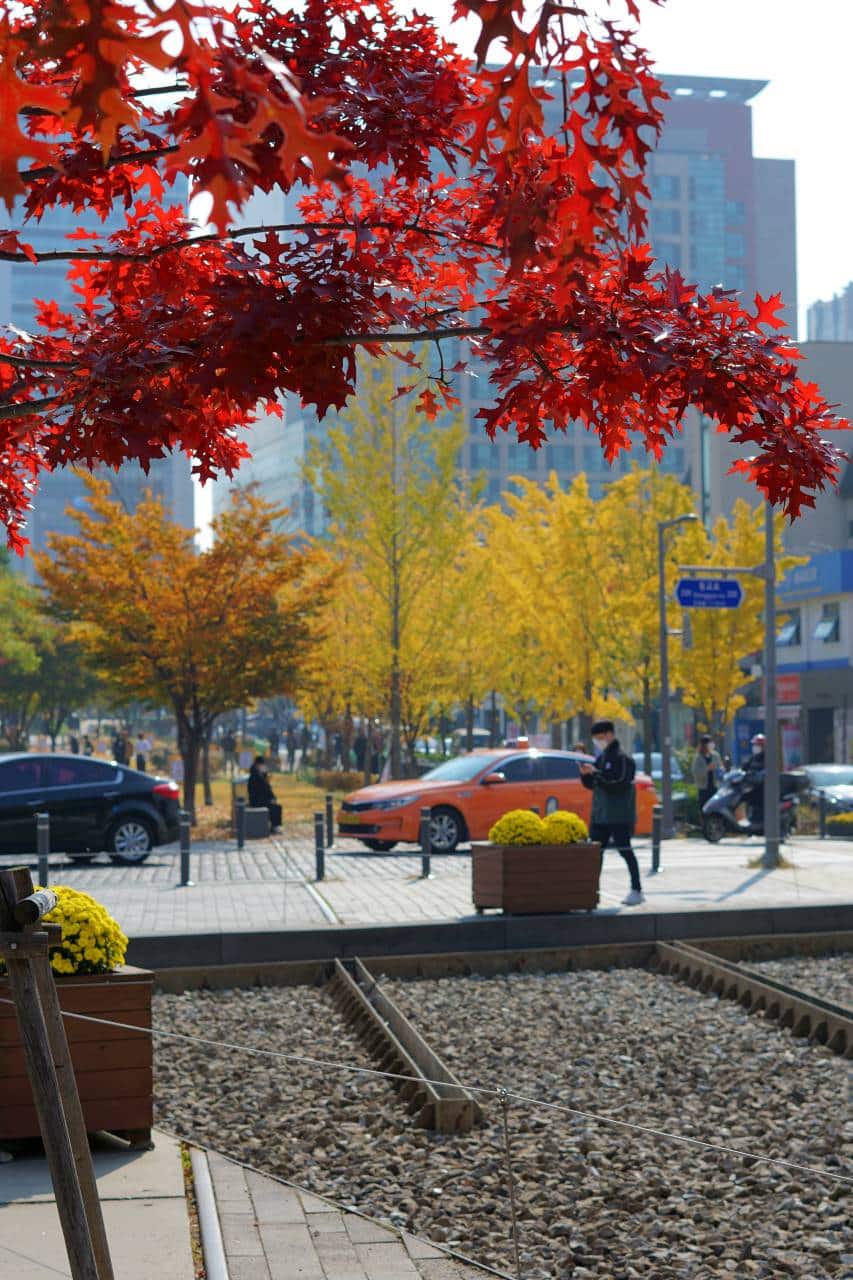 Autumn in Seoul and 22 EPIC Fall Foliage Destinations in Seoul