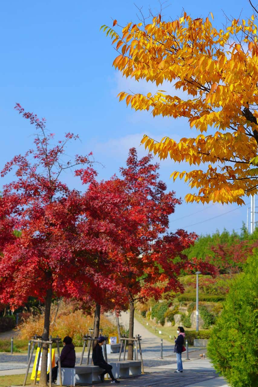 Autumn in Seoul and 22 EPIC Fall Foliage Destinations in Seoul
