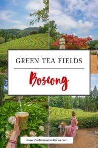 Boseong Green Tea Fields - a travel guide - Zen Moments in Korea