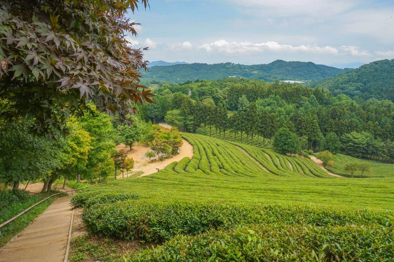 Boseong Green Tea Fields - a travel guide - Zen Moments in Korea