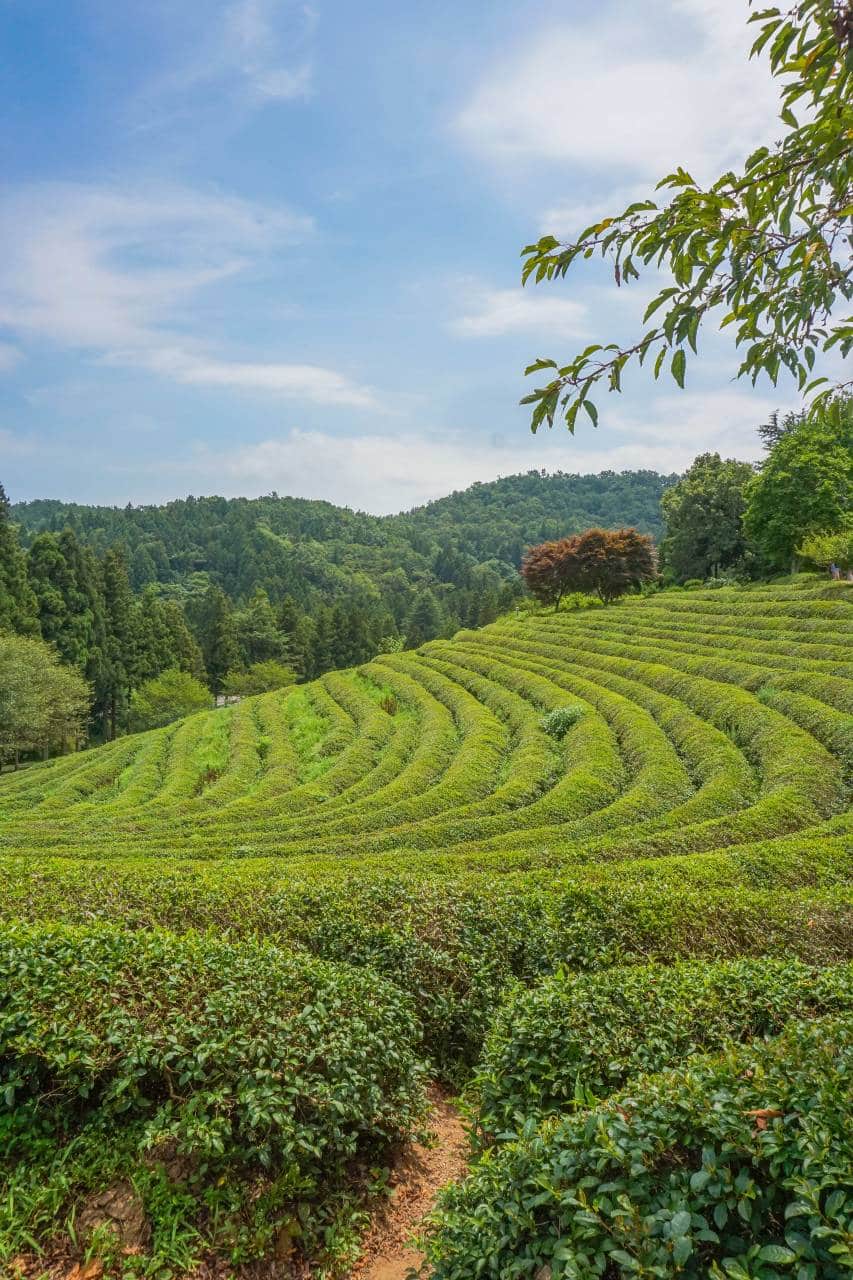 Boseong Green Tea Fields - a travel guide - Zen Moments in Korea