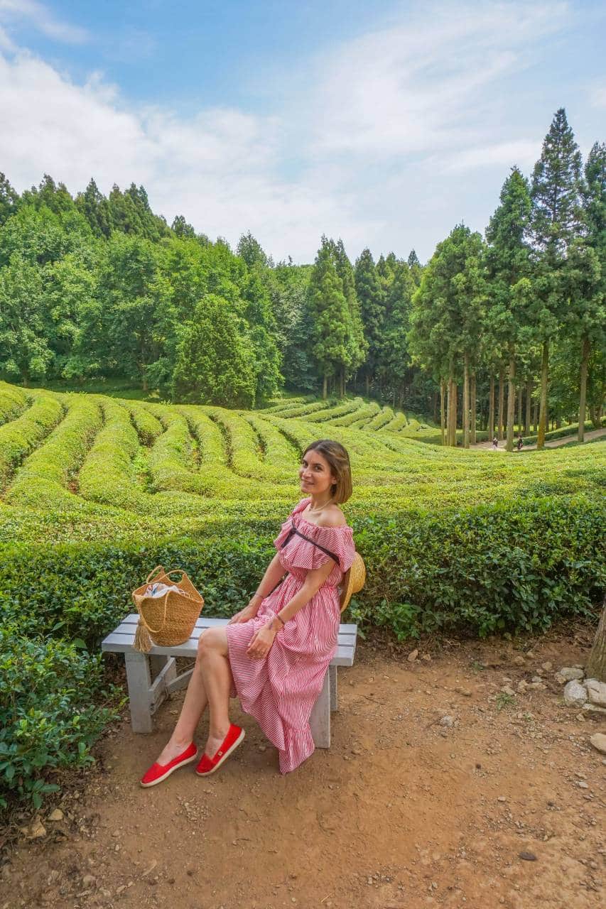 Boseong Green Tea Fields - a travel guide - Zen Moments in Korea