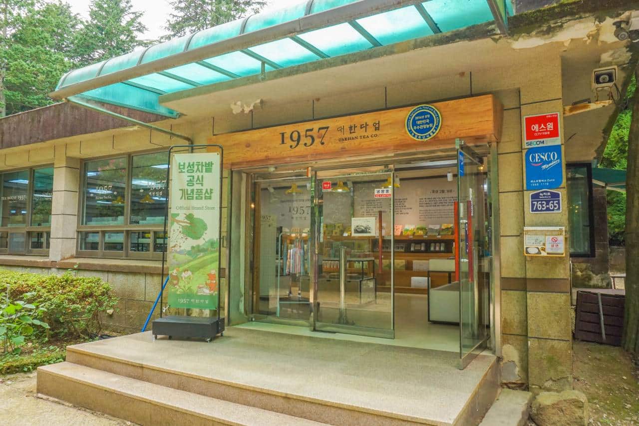 Boseong Green Tea Fields - a travel guide - Zen Moments in Korea