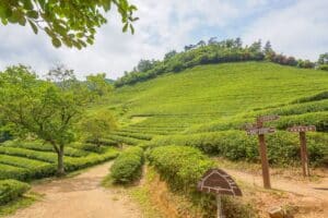 Boseong Green Tea Fields - a travel guide - Zen Moments in Korea